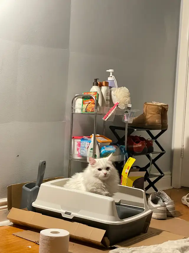 Looking for a new home for Choconut and Milky | Cats & Kittens for ...