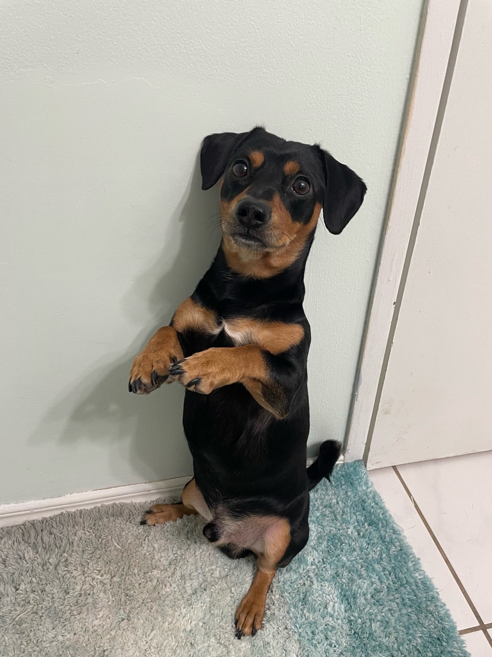 dachshund mix for rehoming | Dogs & Puppies for Rehoming | London ...