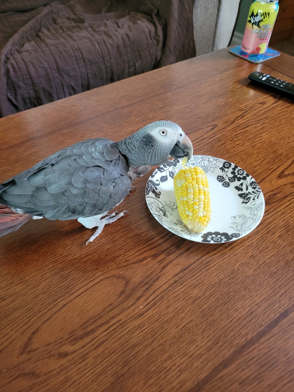Rehoming: Jack, 25-Year-Old Male African Timneh Grey Parrot | Birds for ...