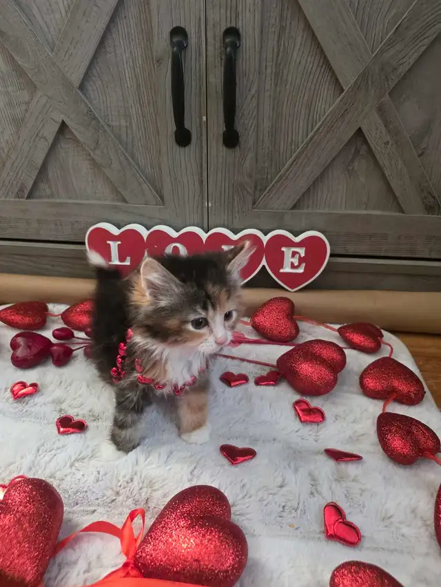 Minature Fluffy valentines day kittens | Cats & Kittens for Rehoming ...
