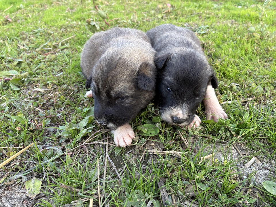 Maremma Anatolian Shepherd guard dogs | Dogs & Puppies for Rehoming ...