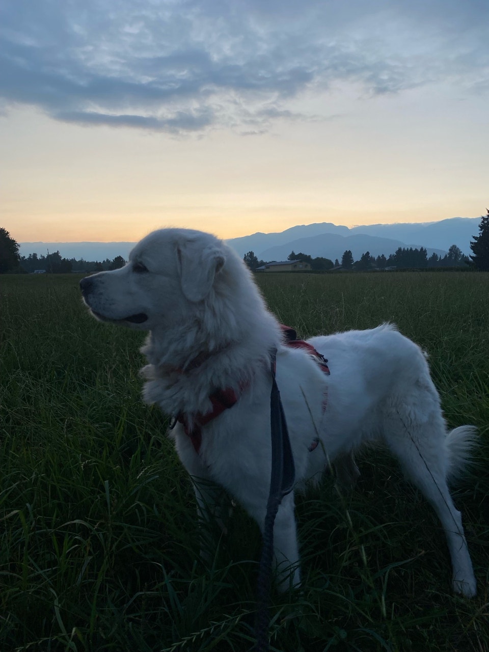 Female Great Pyrenees/Maremma | Dogs & Puppies for Rehoming ...