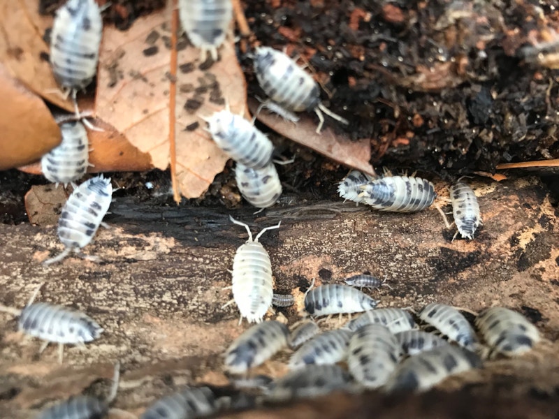 Fruit Flies, Isopods, Springtails,Crickets, Vivarium Plants | Reptiles ...