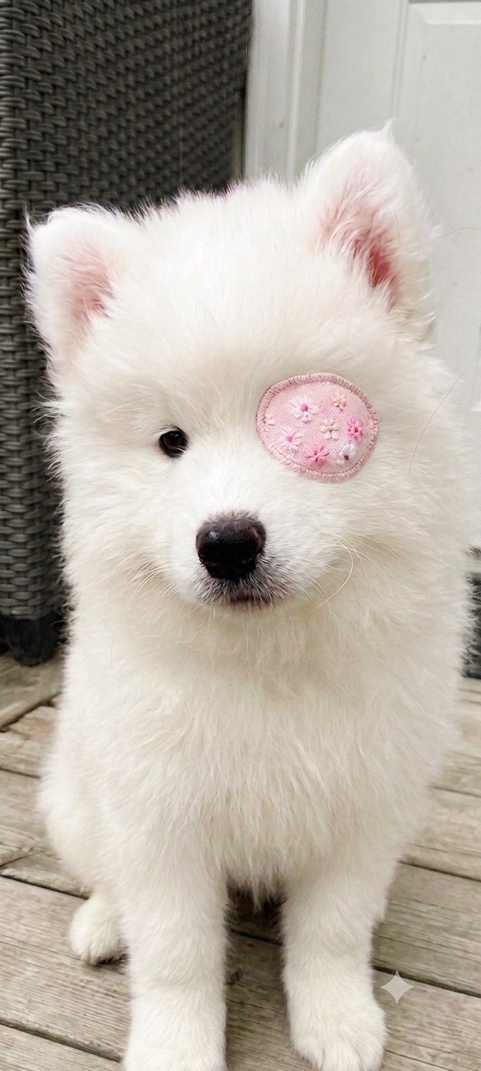 Samoyed - 11 weeks “Flower Patches” | Dogs & Puppies for Rehoming ...