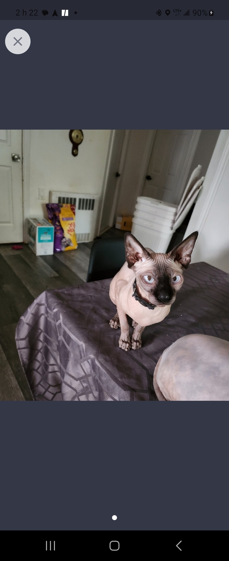 SPHYNX TICA DROIT | Chats et chatons à adopter | Sherbrooke | Kijiji