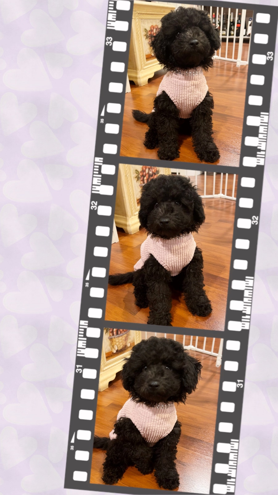 ️ TEDDY BEAR ️ MALTIPOO BABY GIRL ️ | Dogs & Puppies for Rehoming ...