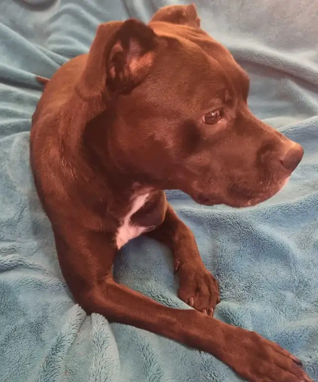 cuddle bug to rehome | Dogs & Puppies for Rehoming | Sudbury | Free ...