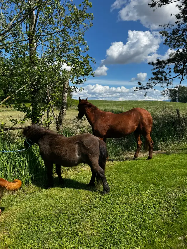 Beginner & Intermediate backyard pleasure ponies!! | Horses & Ponies ...