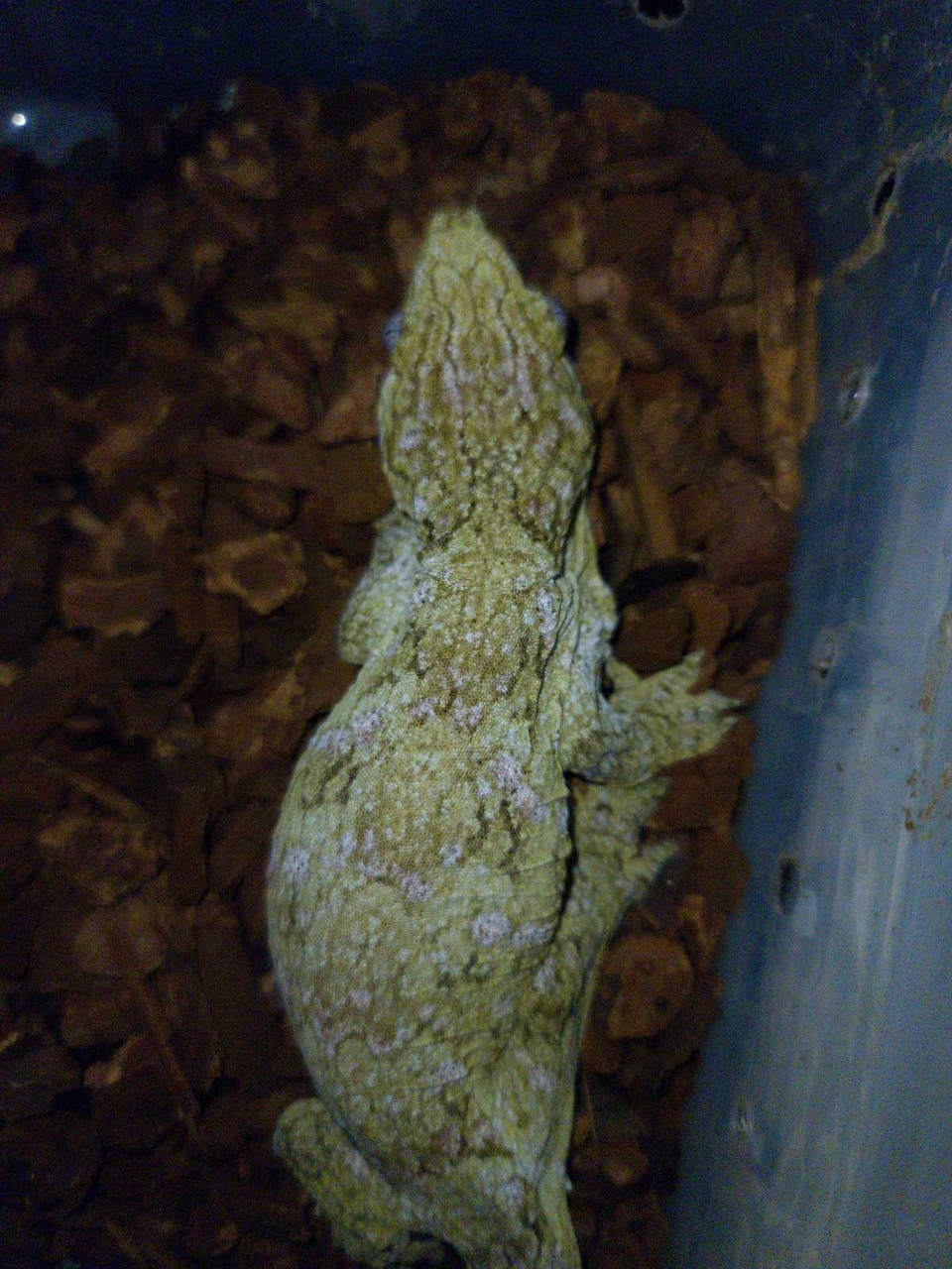 leachianus gecko juvenile Male island cross | Reptiles & Amphibians for ...