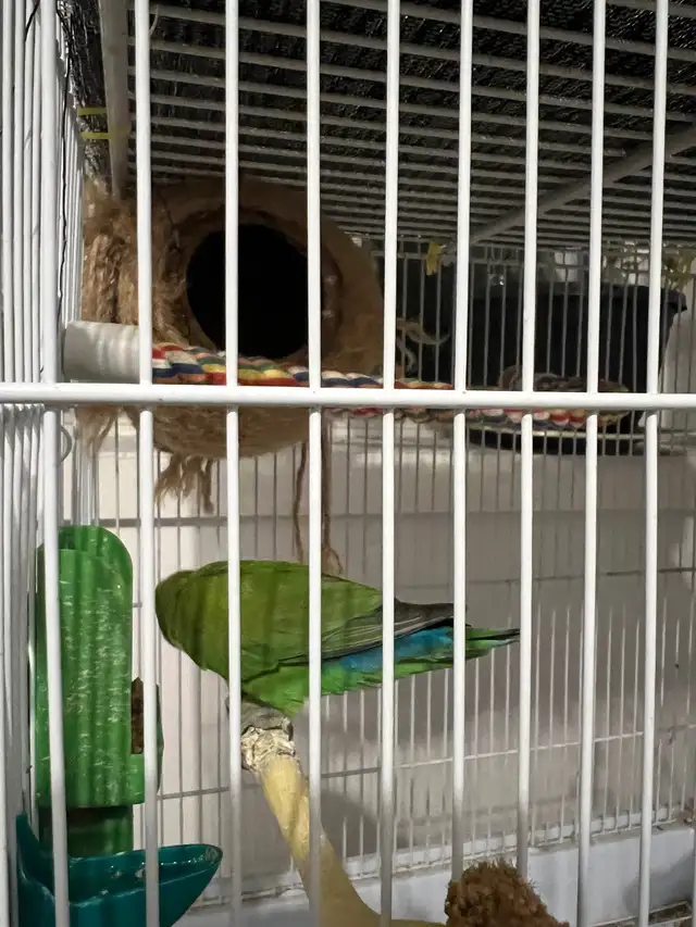 inseparable mâle à vendre | Birds for Rehoming | City of Montréal ...