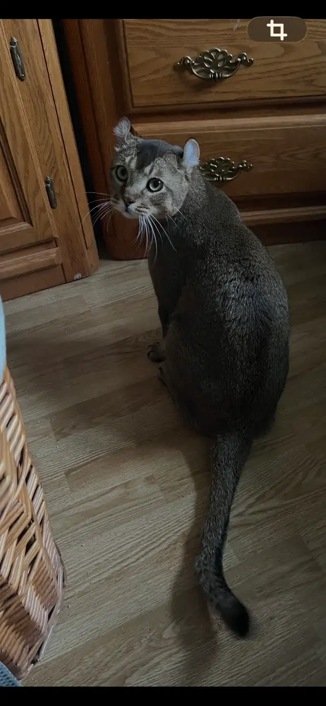 Highland Lynx mâle stérilisé | Cats & Kittens for Rehoming | Sherbrooke ...