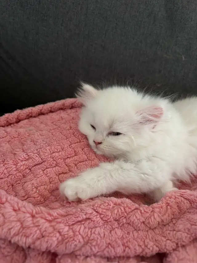 chatons persan pure race | Cats & Kittens for Rehoming | Laval / North ...