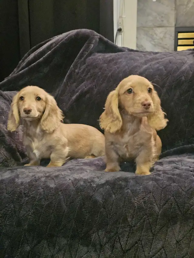 LAST 2 Dachshund | Dogs & Puppies for Rehoming | Calgary | Free local ...