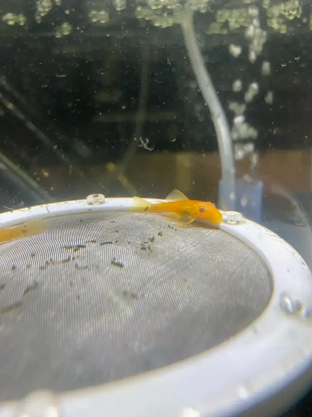 Super red bristlenose pleco | Fish for Rehoming | Oshawa / Durham ...