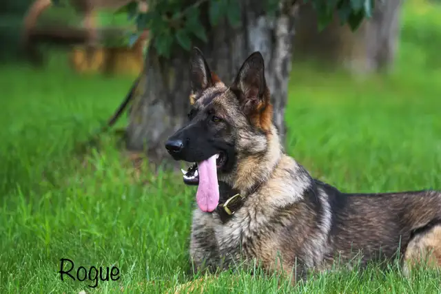 GERMAN SHEPHERD PUPPIES - MALES AND FEMALES AVAILABLE! | Dogs & Puppies ...