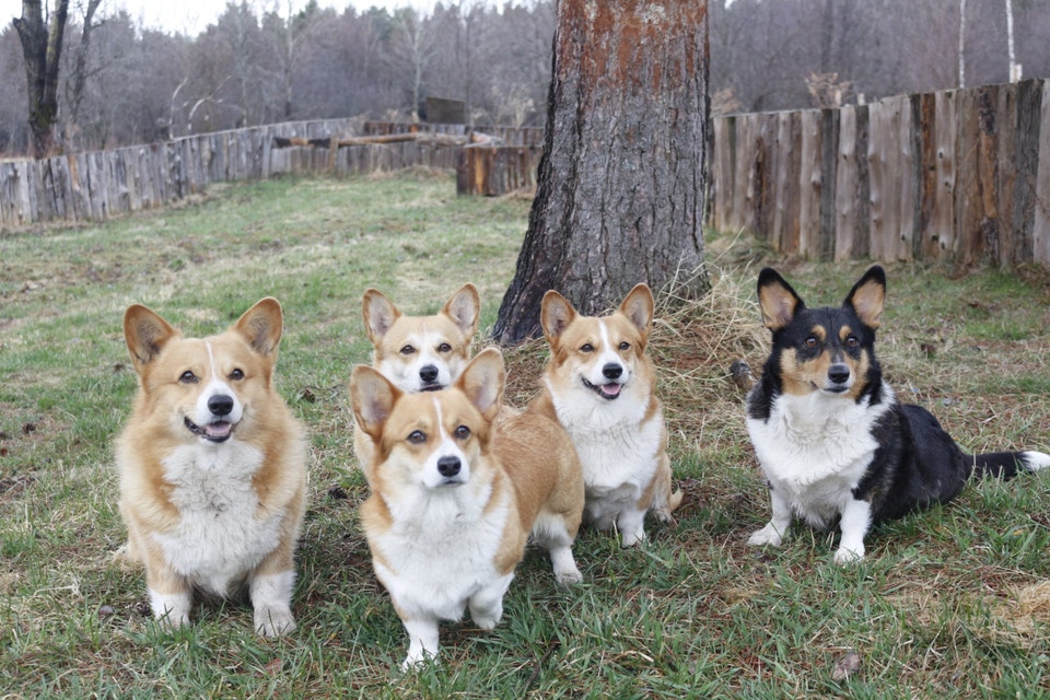 Welsh Corgi Pembroke de qualité – Élevage familial - CKC | Dogs ...