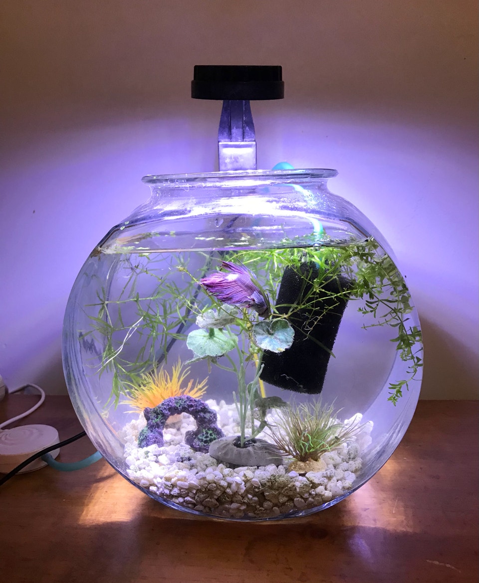 Betta Fish and Tank Set | Fish for Rehoming | City of Toronto | Free ...