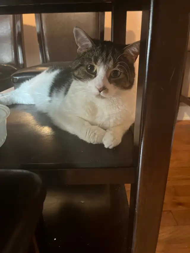 Furry friend for life: Shiloh needs a new home | Cats & Kittens for ...