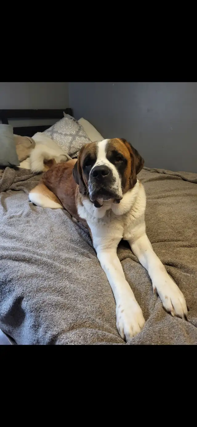 7 st bernard puppies | Dogs & Puppies for Rehoming | Regina | Free ...