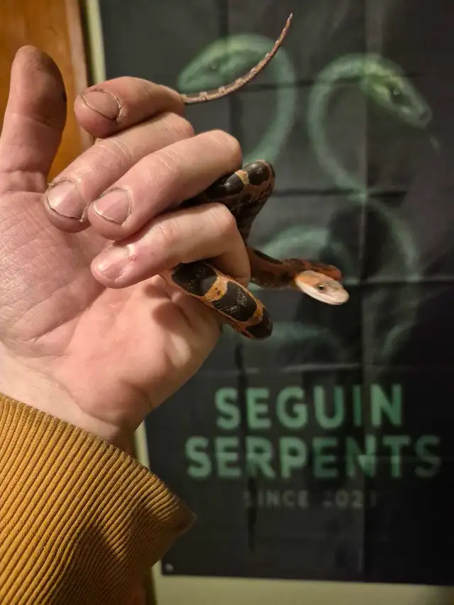 Scaleless Texas Rat Snake | Reptiles & Amphibians for Rehoming | Sault ...