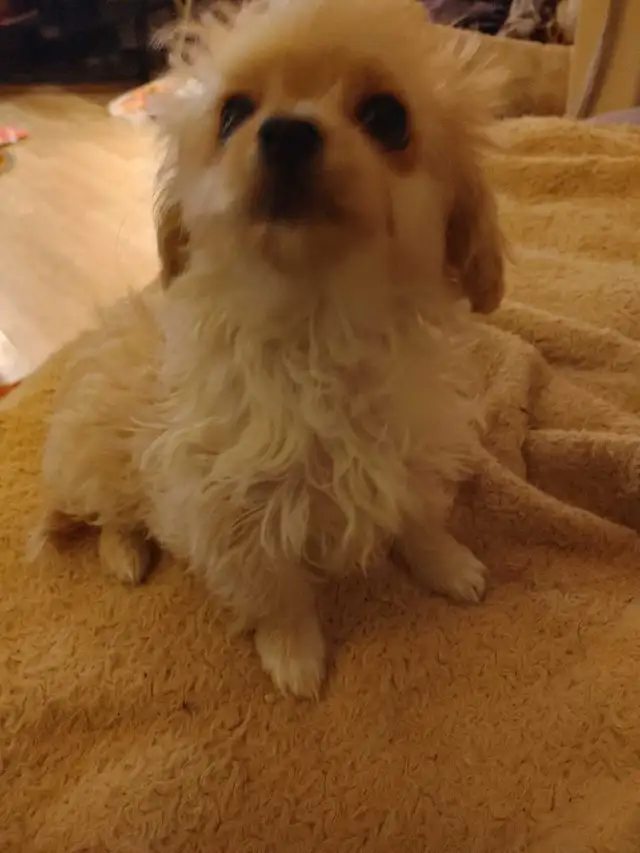 1female Maltichon puppy's 650 | Dogs & Puppies for Rehoming | Ottawa ...