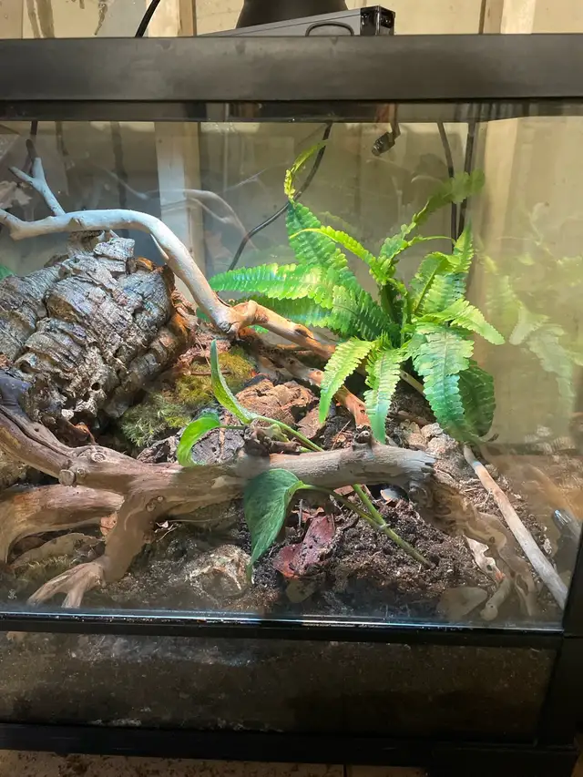 pac-man frog & enclosure | Reptiles & Amphibians for Rehoming | St ...
