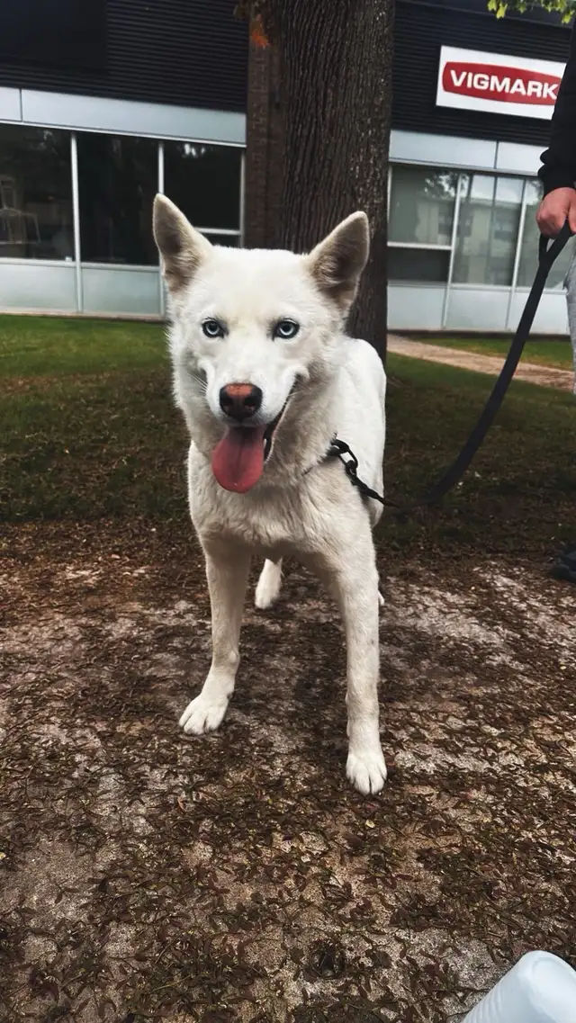 husky sibérien | Dogs & Puppies for Rehoming | City of Montréal | Free ...