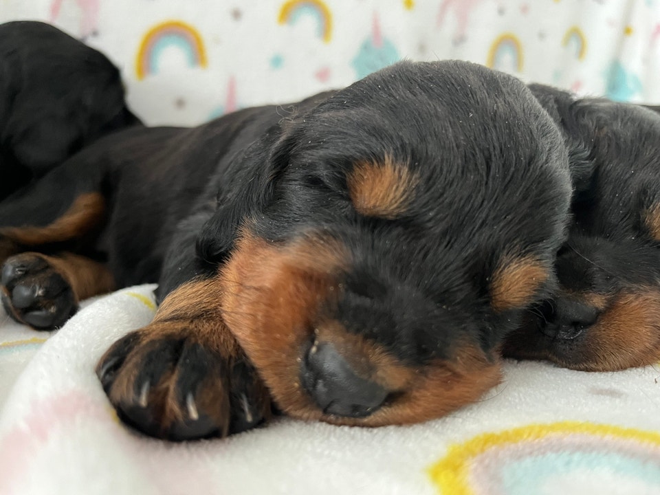 Gordon Setter puppies | Dogs & Puppies for Rehoming | St. John's | Free ...
