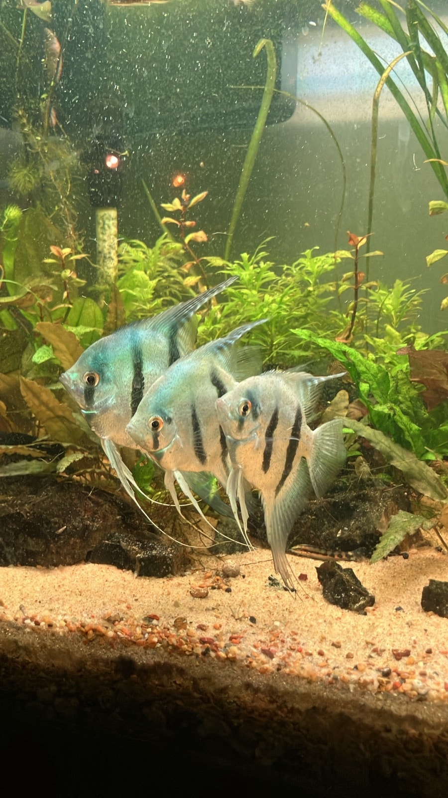 Community aquarium packages | Fish for Rehoming | City of Toronto ...