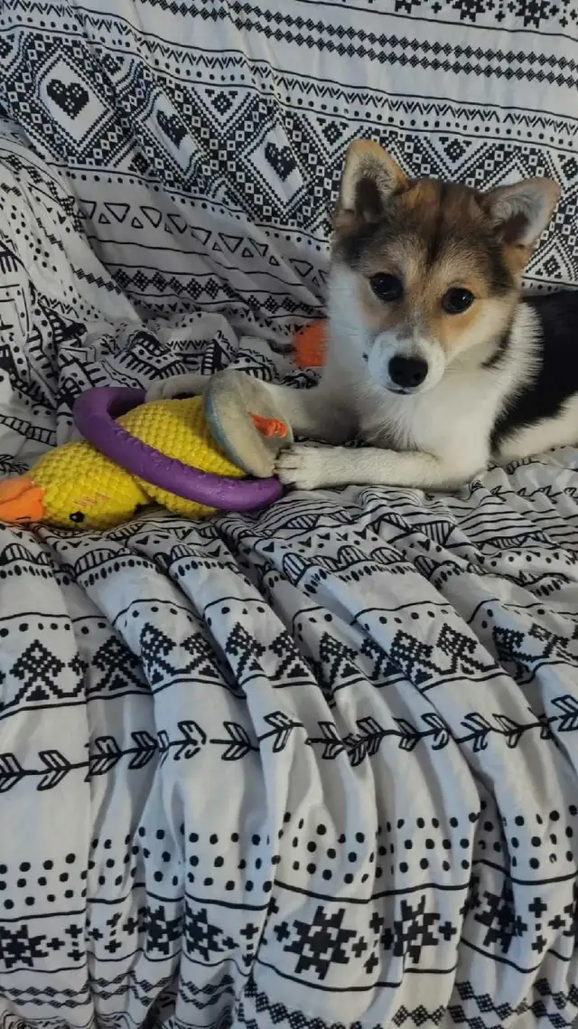 UNIQUE SHIBA INU × AMERICAN ESKIMO PUPPIES – READY TO MEET YOU | Dogs ...