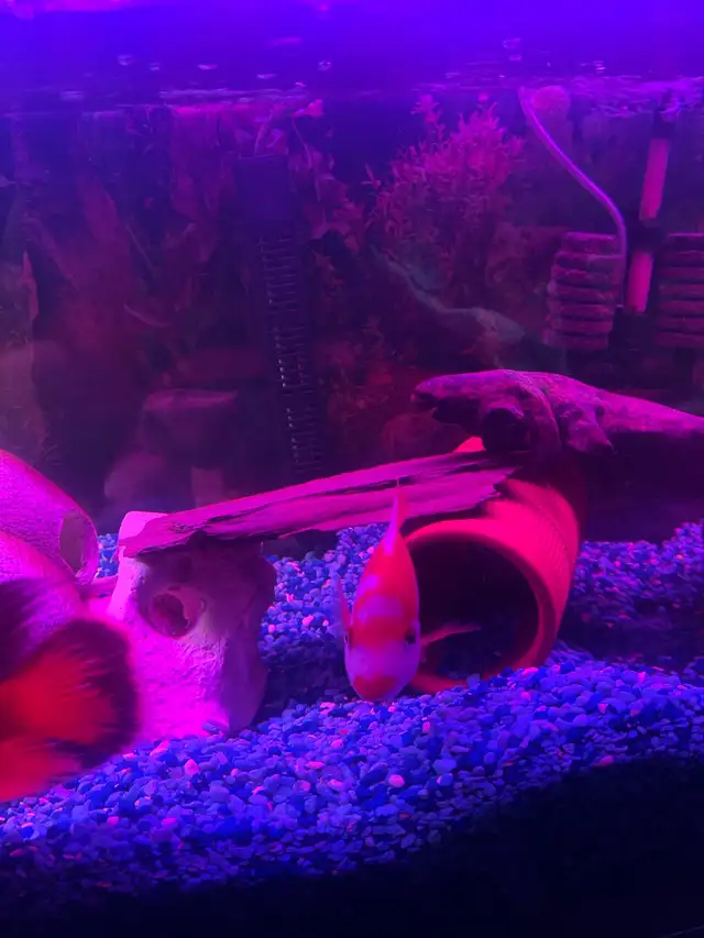Red Devil for sell | Fish for Rehoming | Mississauga / Peel Region ...