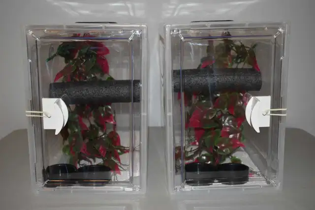 "ON HOLD" Crested Gecko Enclosures | Reptiles & Amphibians for Rehoming ...