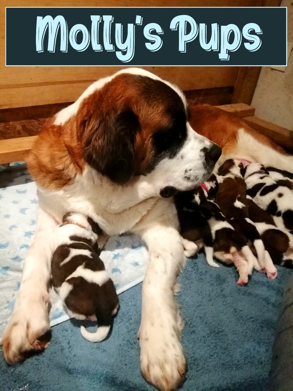St. Bernard Puppies for Sale. | Dogs & Puppies for Rehoming | Cape ...