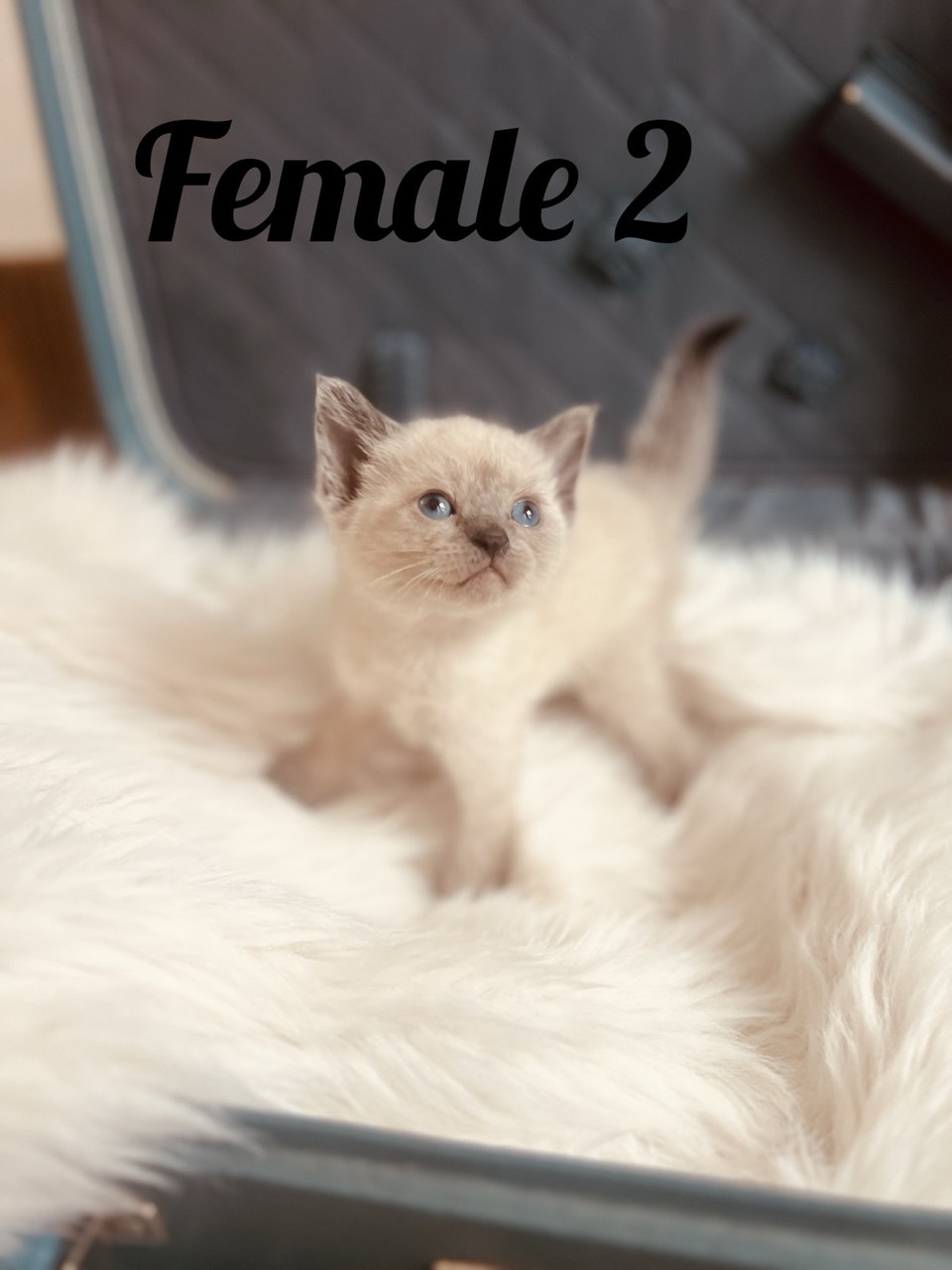 Siamese kittens | Cats & Kittens for Rehoming | Red Deer | Free local ...