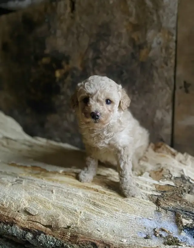 mini cockapoo ( toy poodle x cockapoo) chiot puppy | Dogs & Puppies for ...