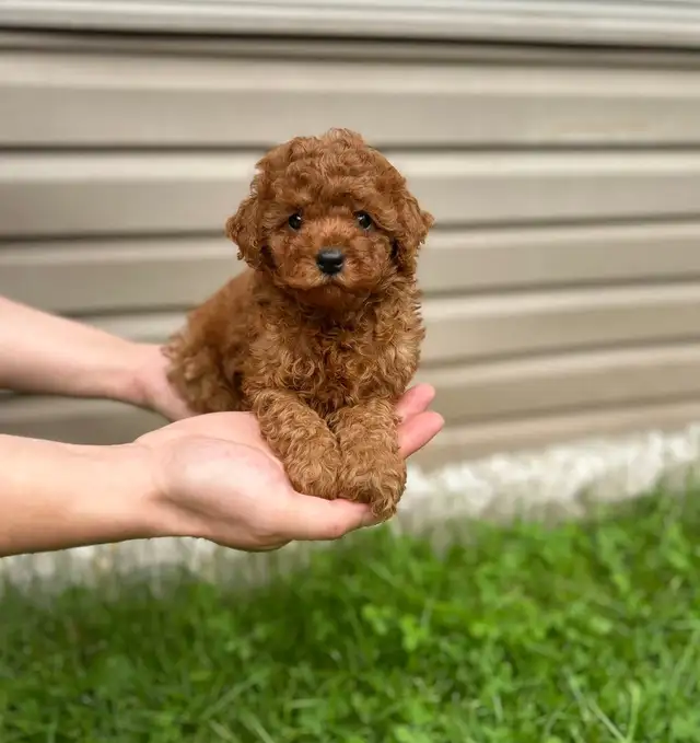 Red toy poodle puppies available | Dogs & Puppies for Rehoming | City ...