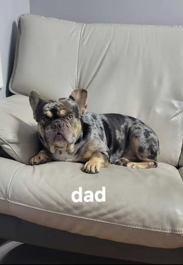 Gorgeous isabella rojo merle french bulldog with beautiful eyes | Dogs ...