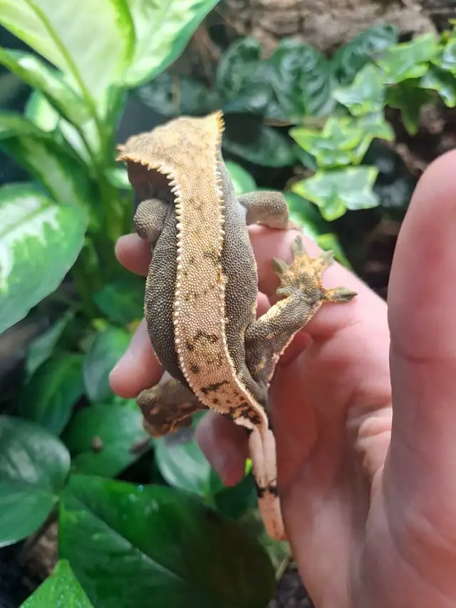 Complete Crested Gecko Breeding Collection – Proven & Ready | Reptiles ...