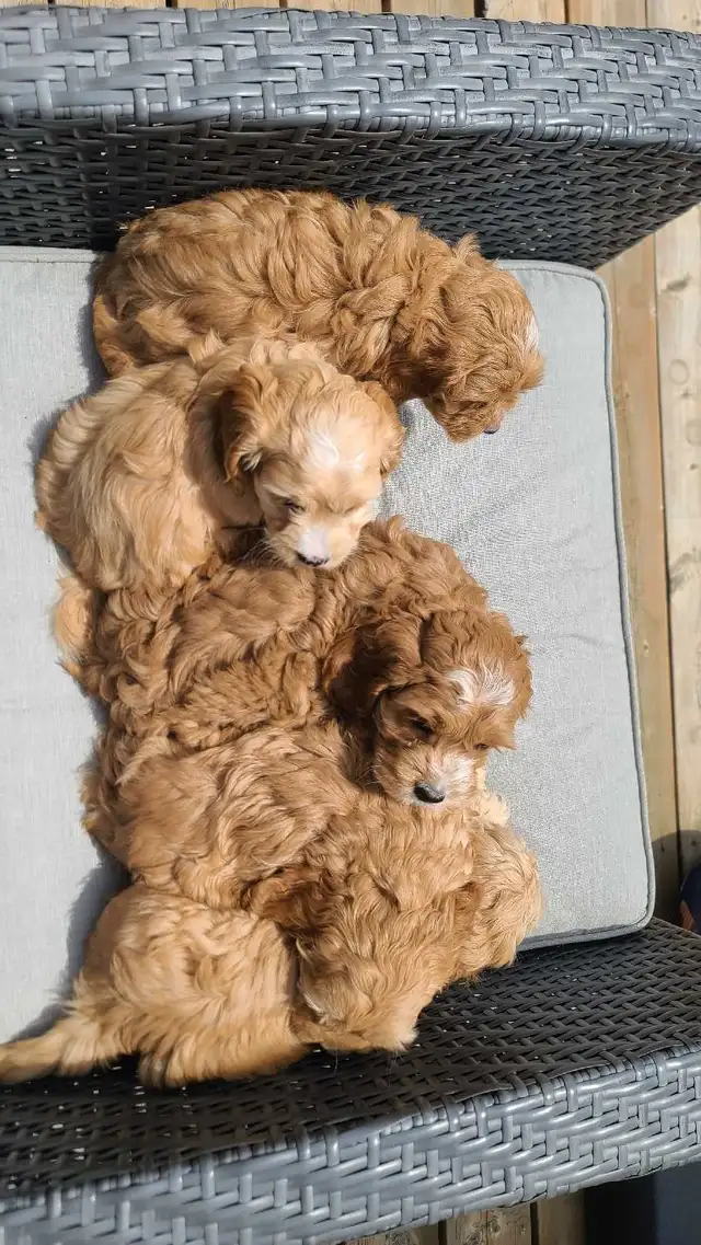 Miniature Cockapoo puppies, available from Feb 01, 2026 | Dogs ...