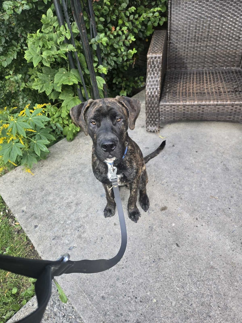 Beautiful Male Brindle Cane corso/Bulldog dog mix | Dogs & Puppies for ...