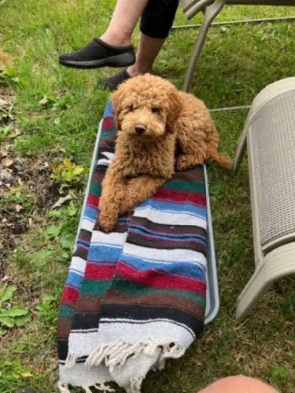 TEDDY BEAR COCKAPOOS ALL SOLD | Dogs & Puppies for Rehoming | Edmonton ...