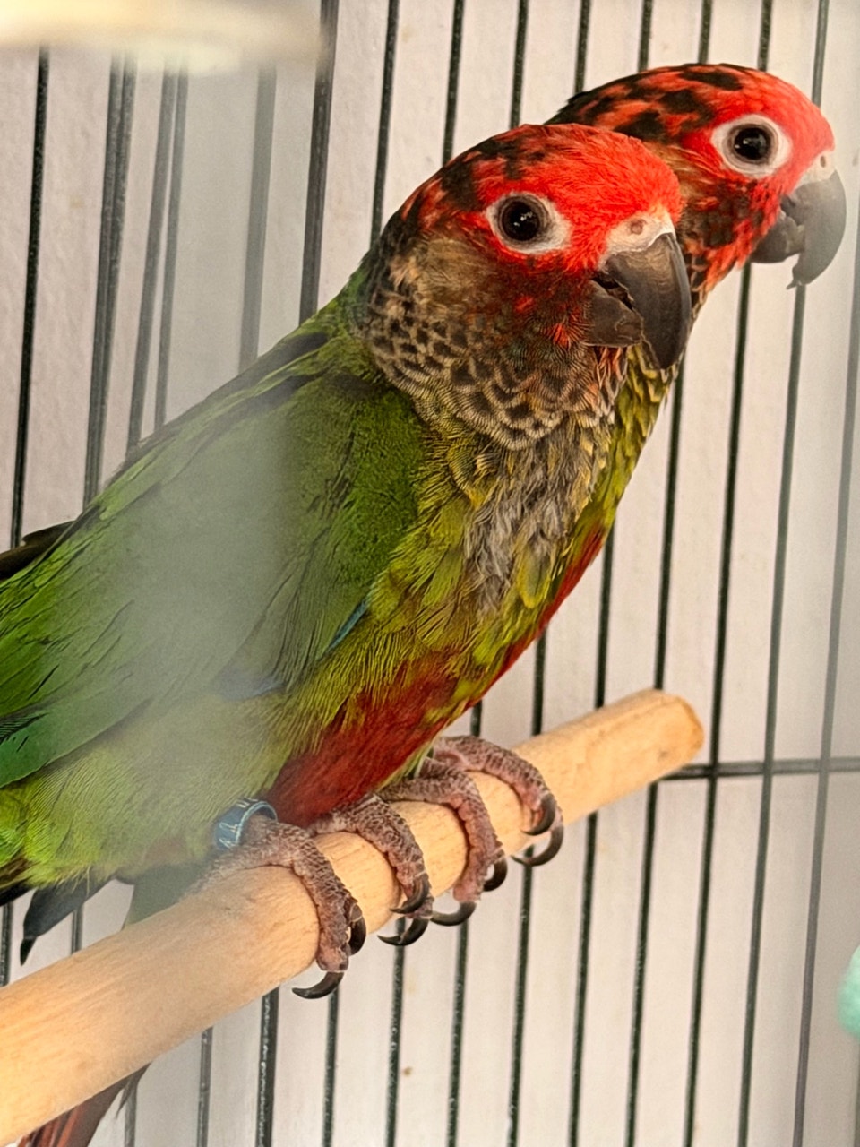 Red-Neck Conures – Healthy & Beautiful | Birds for Rehoming | City of ...