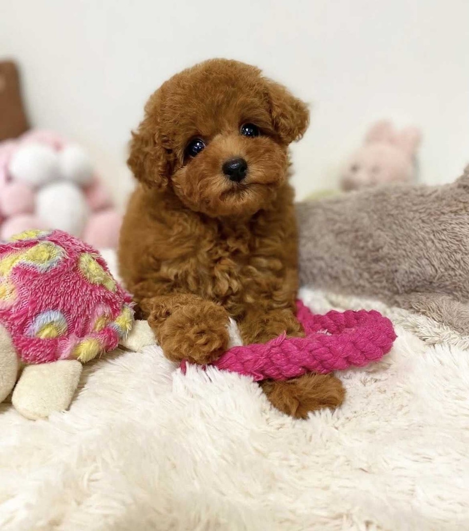Cute Mini Poodles Puppies | Dogs & Puppies for Rehoming | City of ...