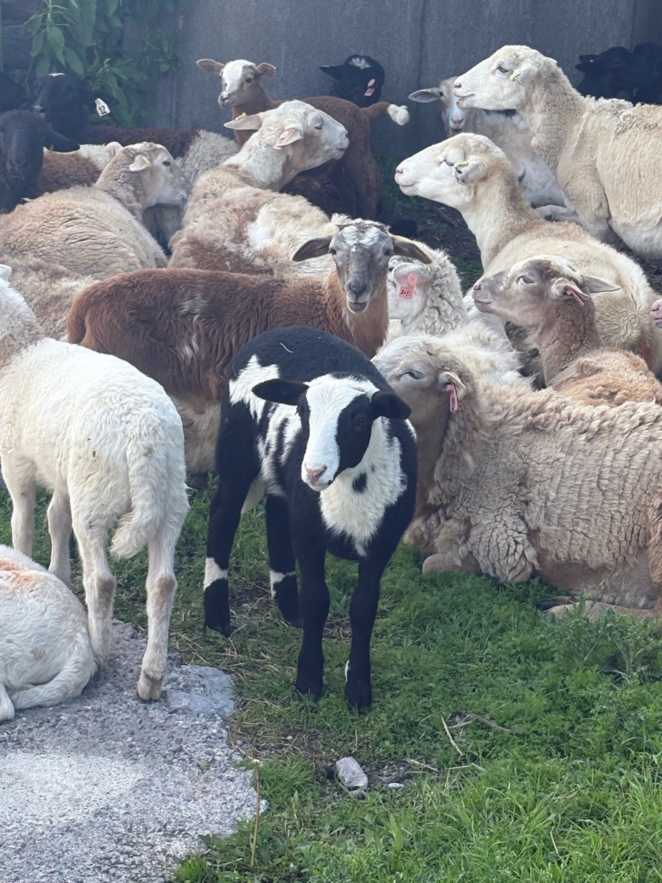 Sold - Katahdin sheep Flock | Livestock | Kawartha Lakes | Free local ...