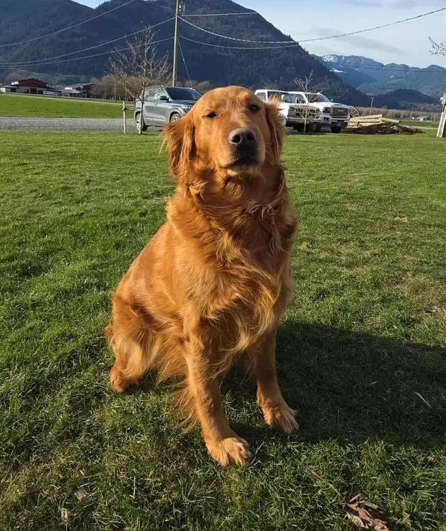 CKC Registered Red, Retriever Pups for Sale! | Dogs & Puppies for ...