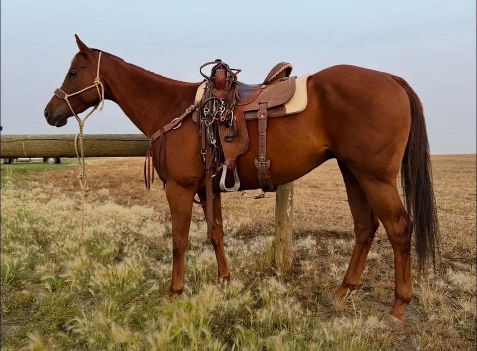 7 Year old Gelding Elvis | Horses & Ponies for Rehoming | St. Albert ...