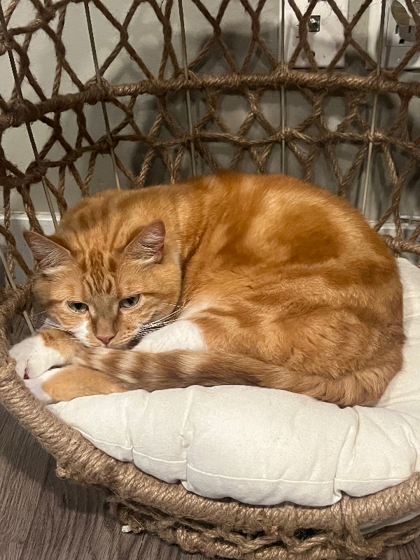 Beautiful companion for good home | Cats & Kittens for Rehoming ...