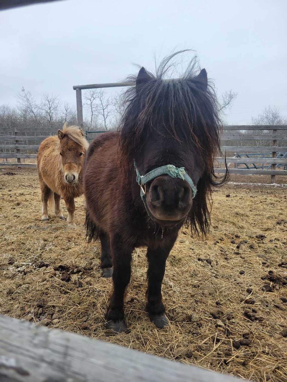 miniature horse named fudge! | Horses & Ponies for Rehoming | Red Deer ...