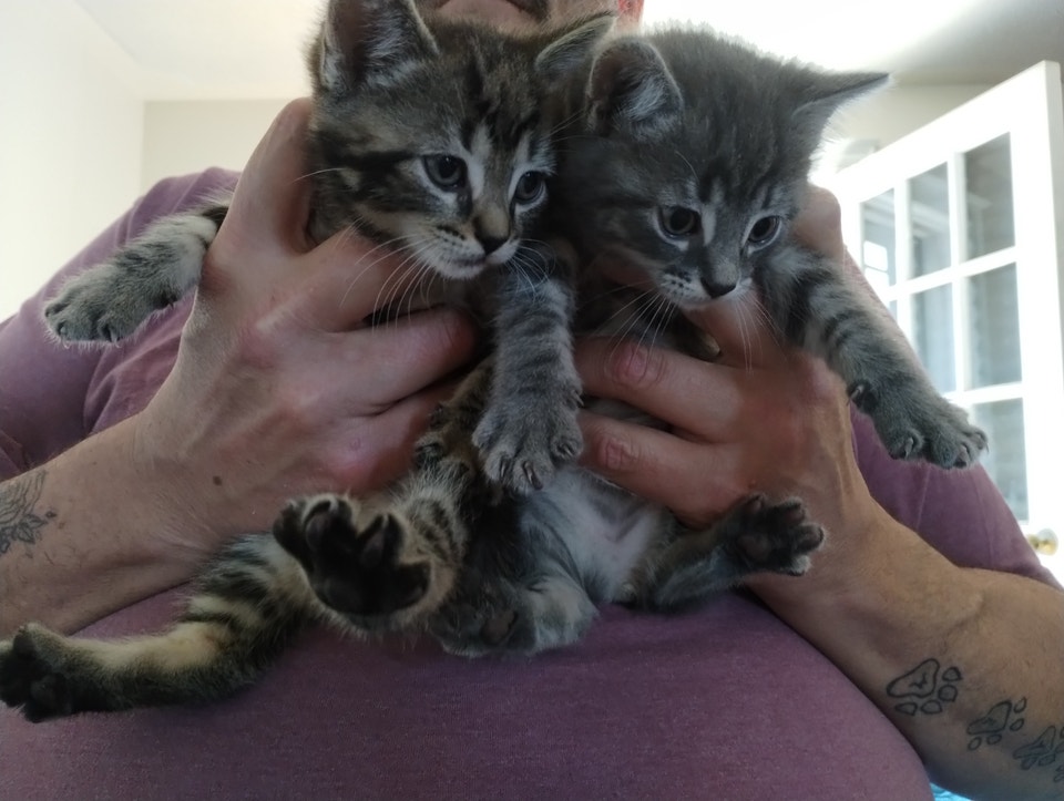 Kittens ready to go | Cats & Kittens for Rehoming | North Bay | Free ...