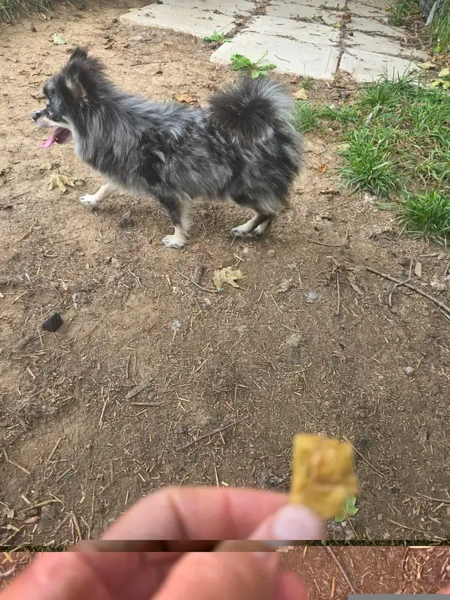 Pomeranian Chihuahua tri-colored females | Dogs & Puppies for Rehoming ...